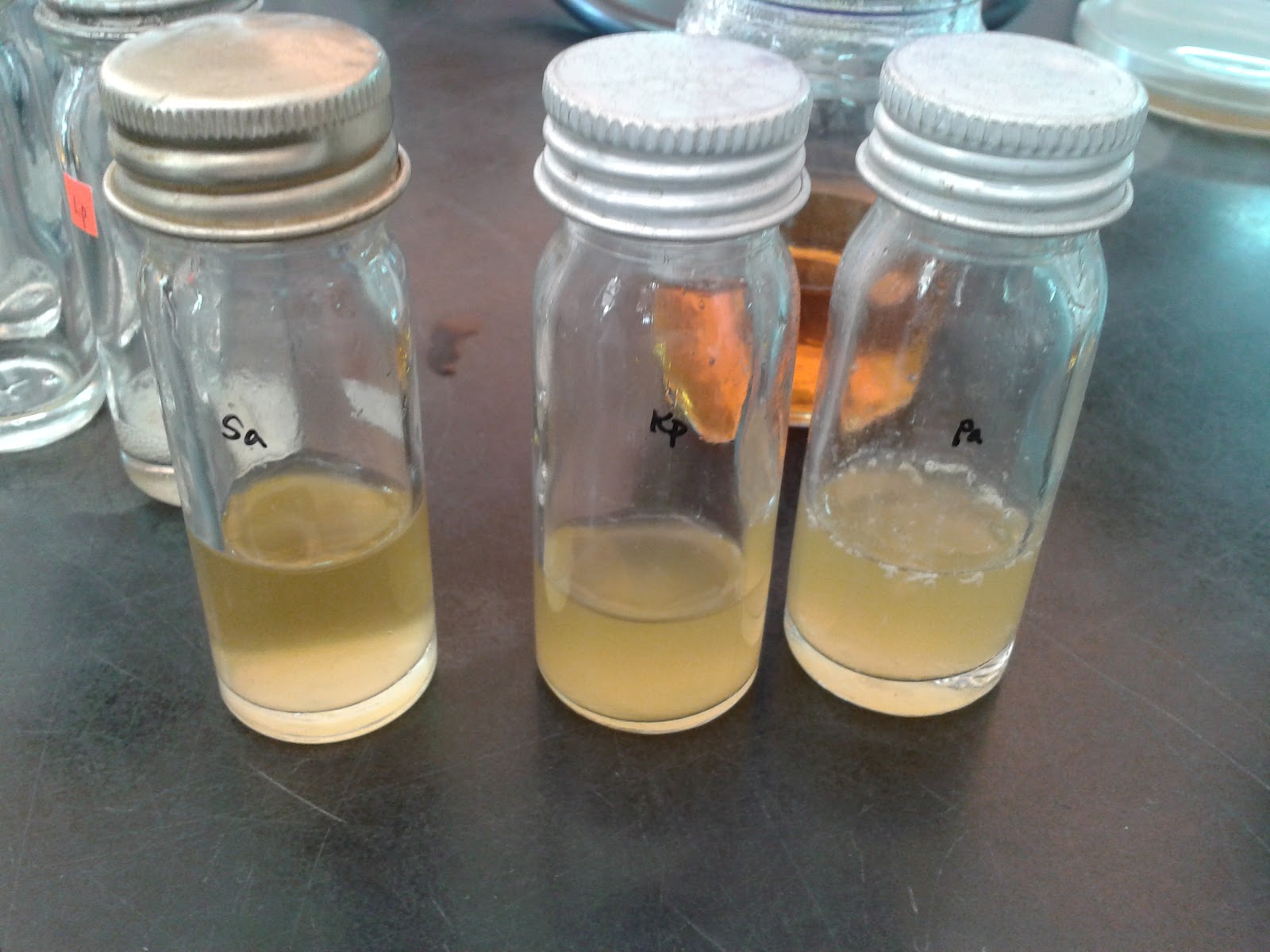 IBG 102 lab report: LAB 5 : DETERMINATION OF ANTIMICROBIAL EFFECTS OF ...