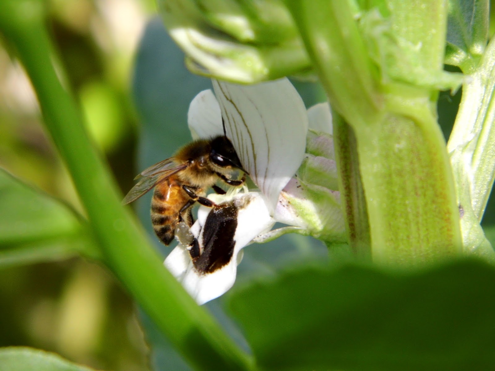 One Mother Hen: Flowering broad beans