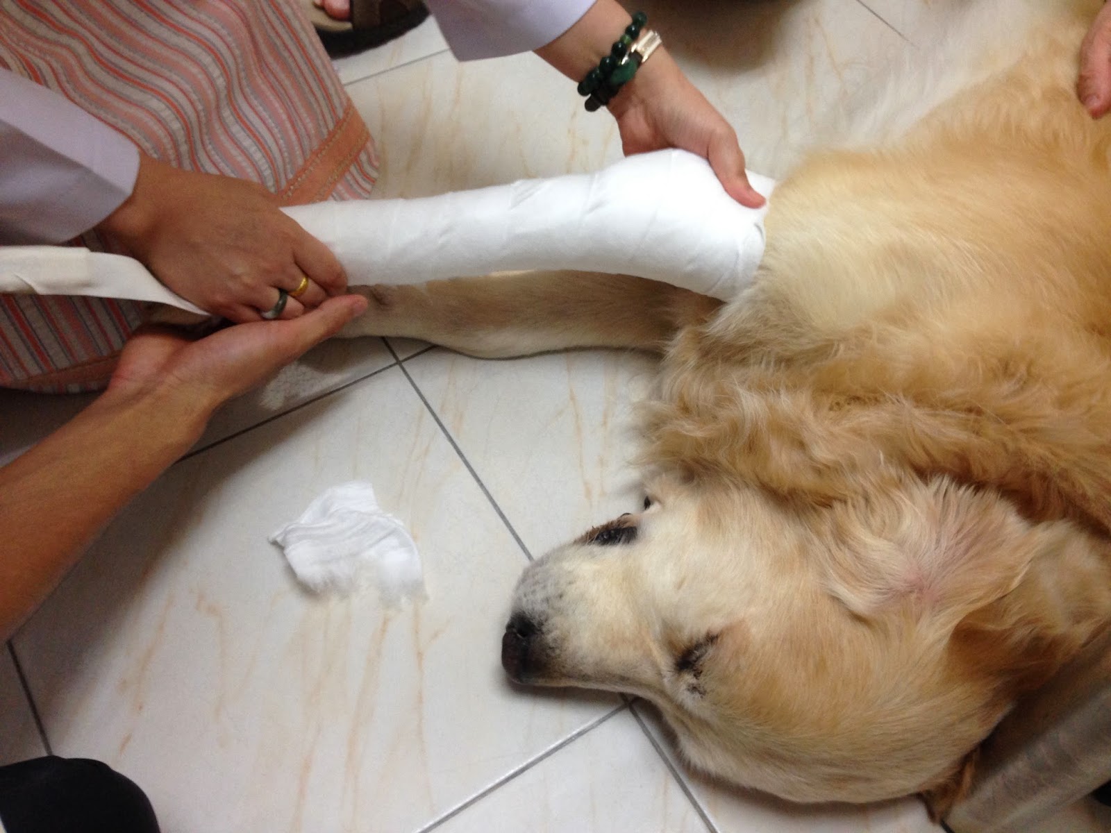 Homer, the Golden Retriever