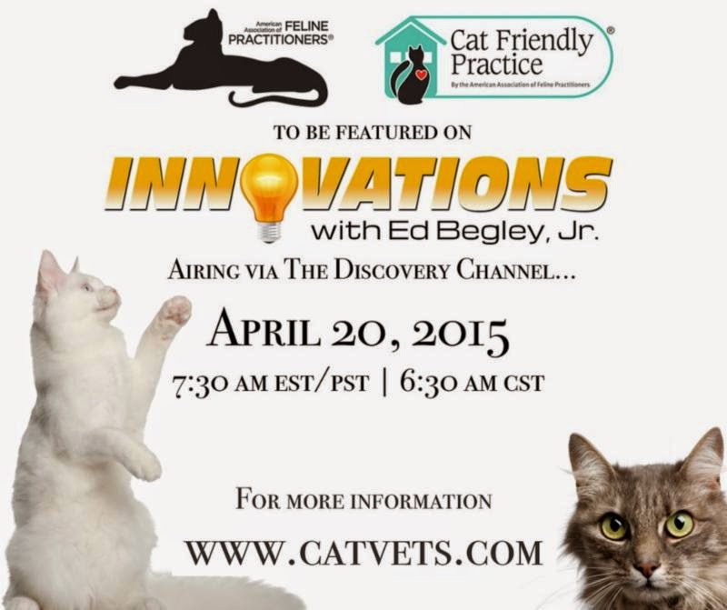 Exclusively Cats Veterinary Hospital Blog: Innovations Series to ...