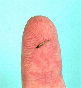 Blog Kampoengan: Tahukah anda ??? Stout Infantfish