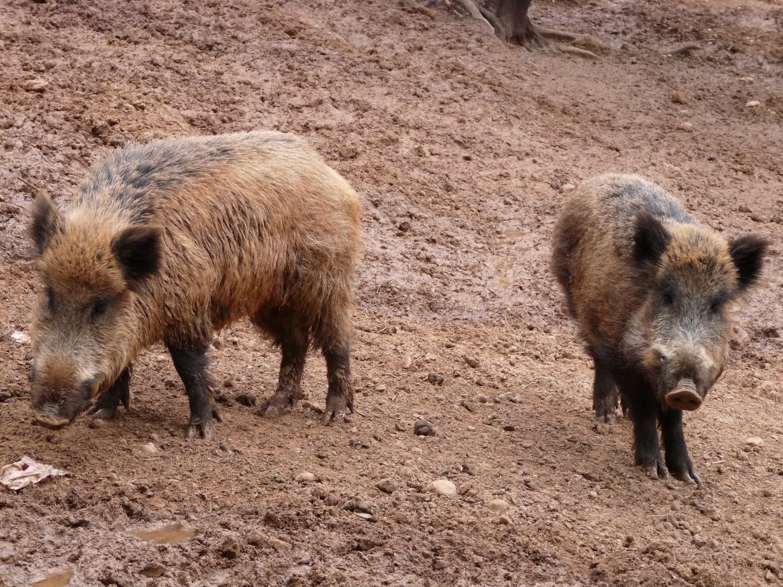 IMÁGENES Y FOTOS DE ANIMALES: Jabalí