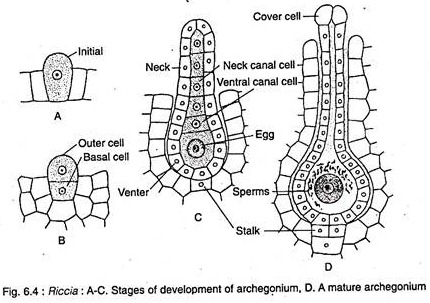 www.scienceexamtopic.com: Information of Riccia