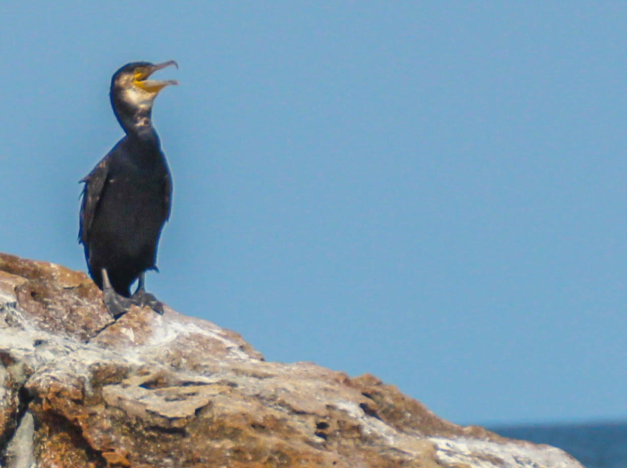 Cannundrums: Great Cormorant