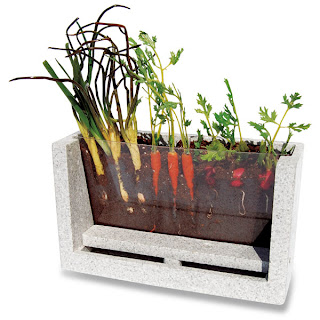 Mess-Cipes: Inspiration for Early Childhood: Ginger Root Garden