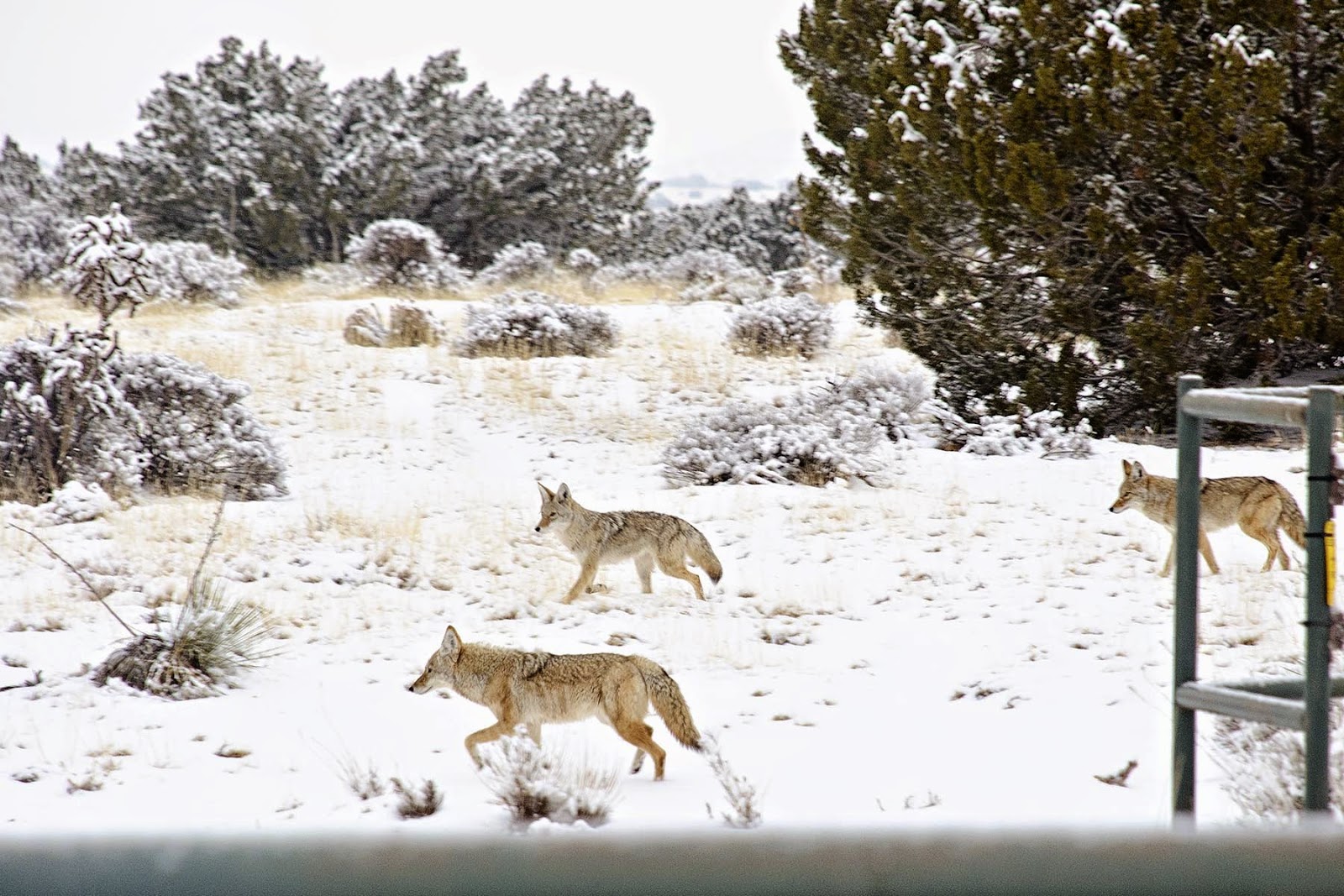 The 7MSN Ranch: The daily coyotes