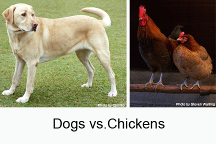 Which are Better Pets? Dogs versus Chickens
