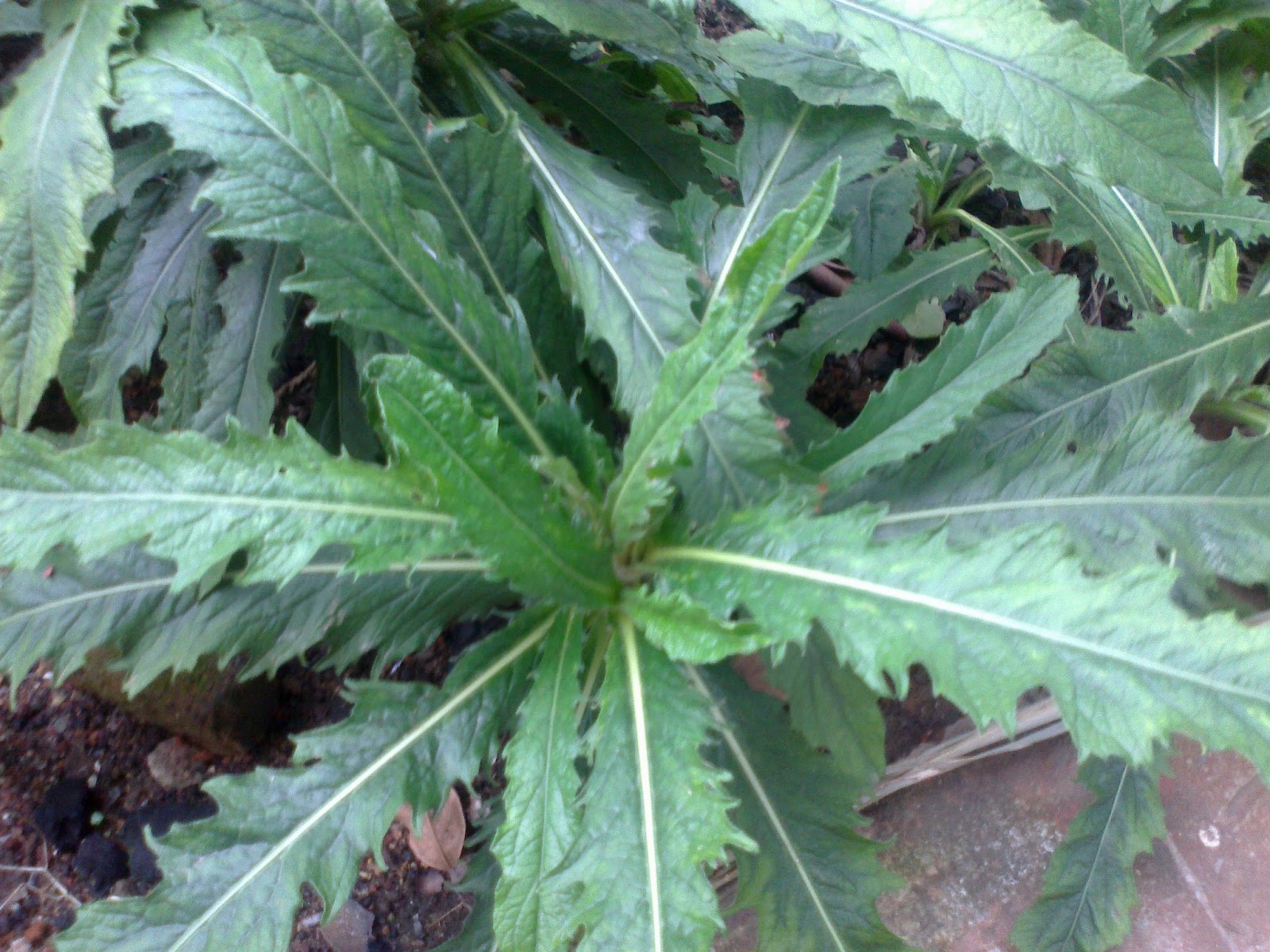 Obat-Obatan: Daun Dewa