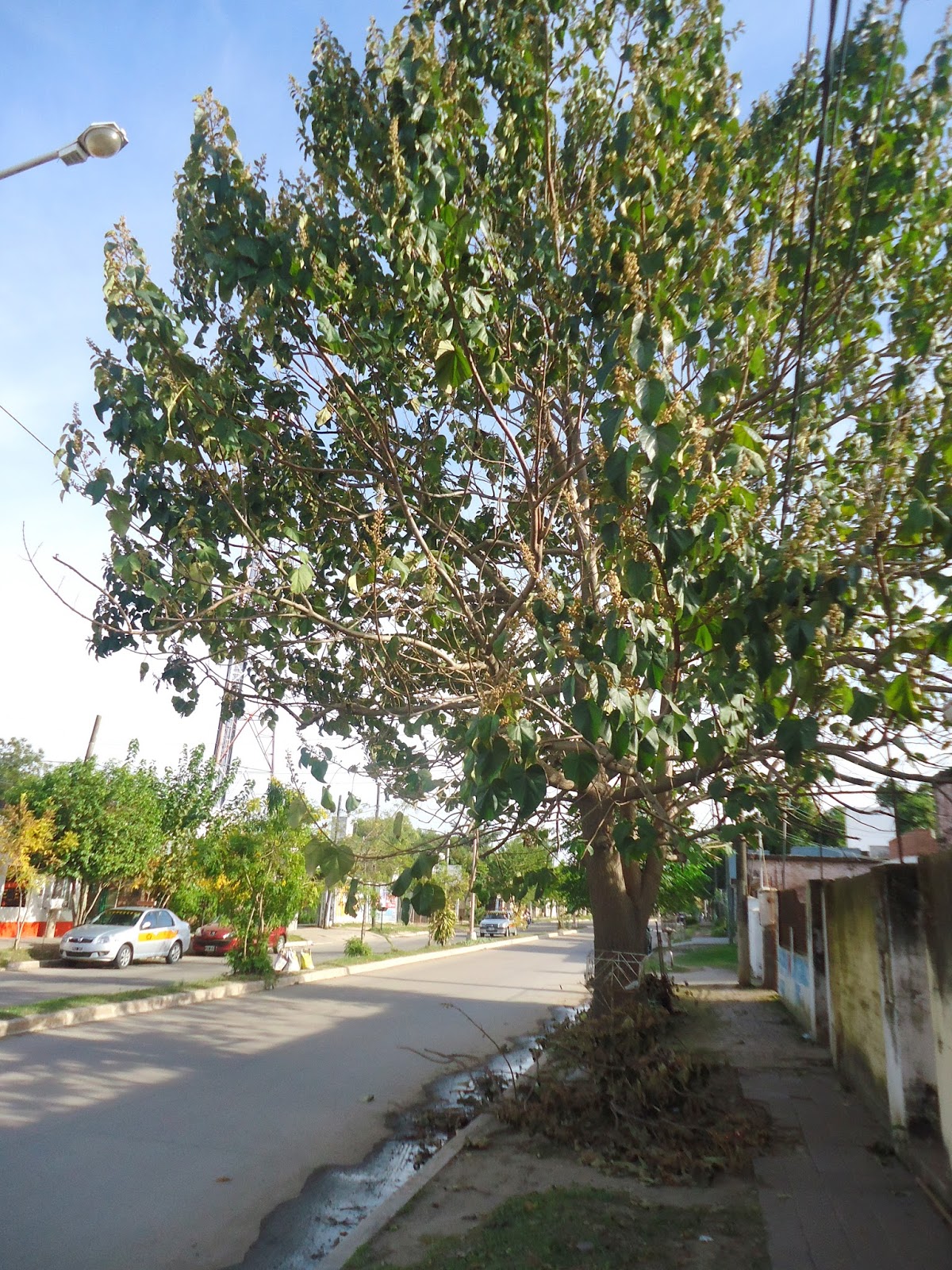 v e r d e c h a c o: Kiri / Paulonia / Árbol de la princesa