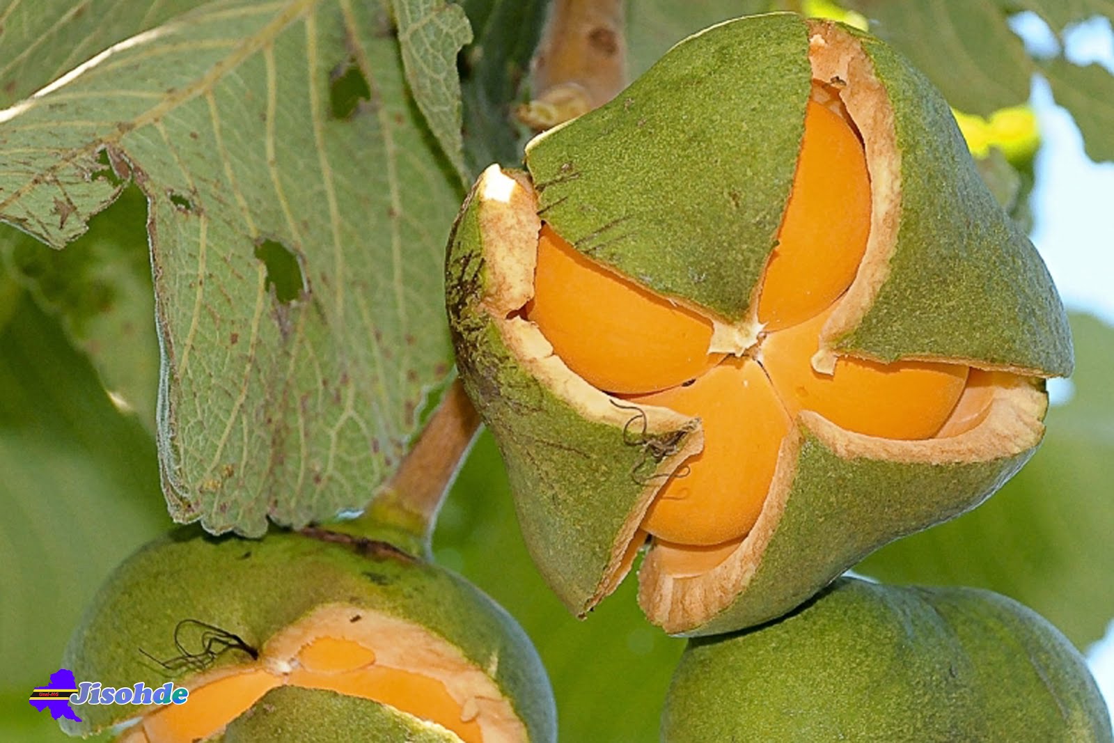 Unaienses: O Pequi do cerrado