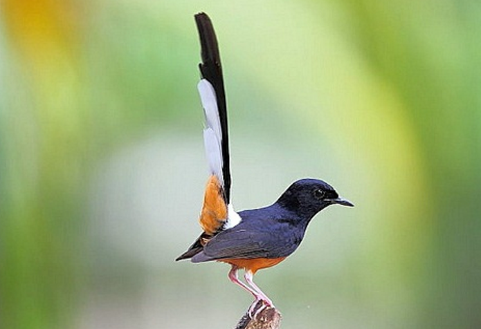 Cara Merawat Burung Murai Batu Dengan Mudah Terbaru 2016