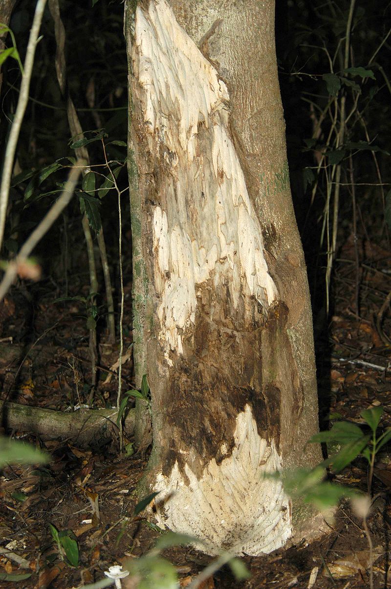 Trees in Kambaramayanam: அகில் மரம் (Agarwood- aquilaria agallocha)