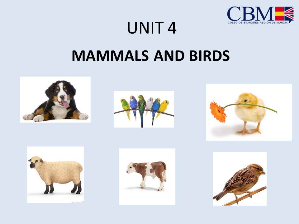 NATURAL SCIENCE 4 2019/2020: UNIT 4 MAMMALS AND BIRDS