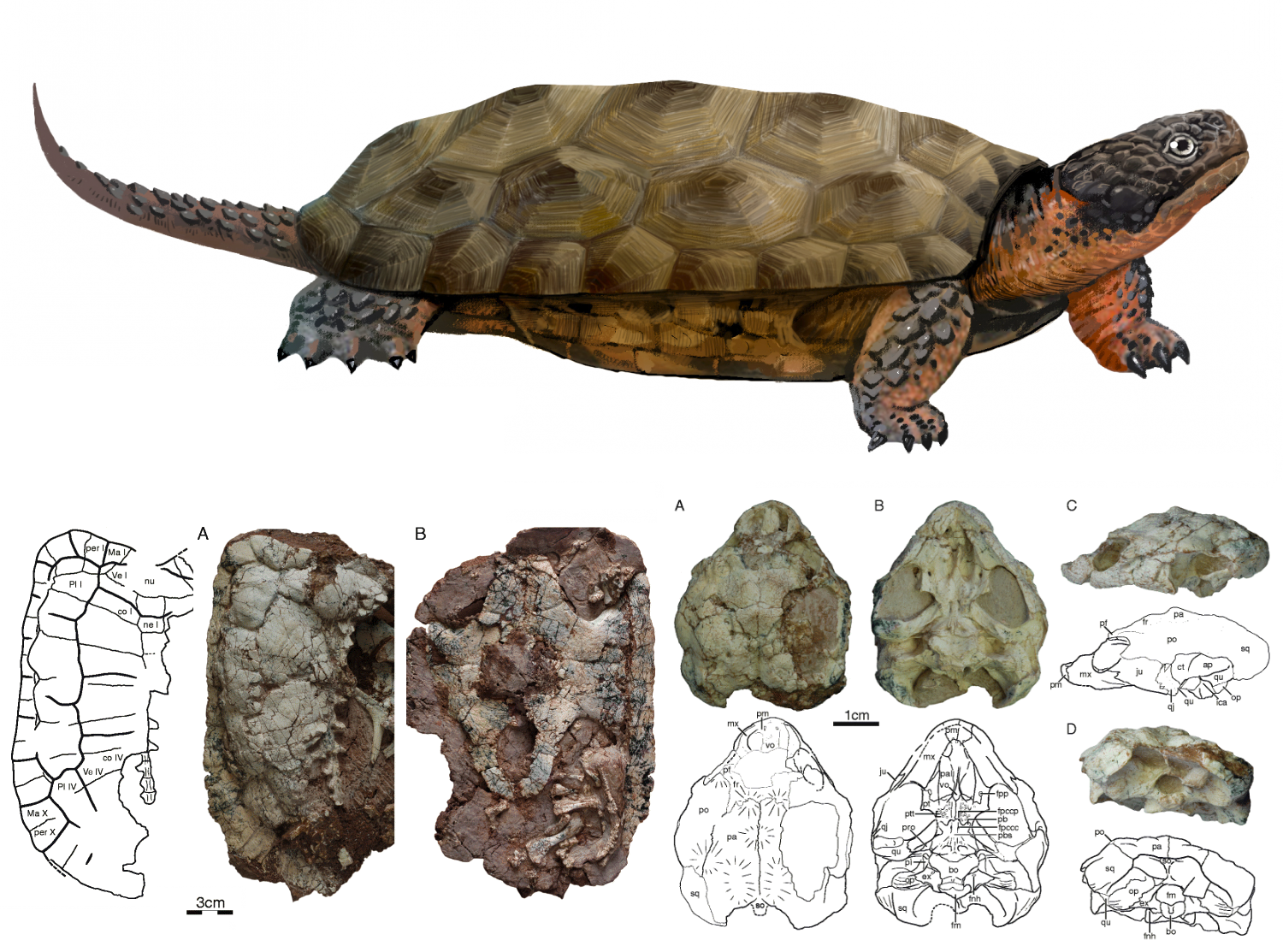 Species New to Science: [Paleontology • 2016] Sichuanchelys ...