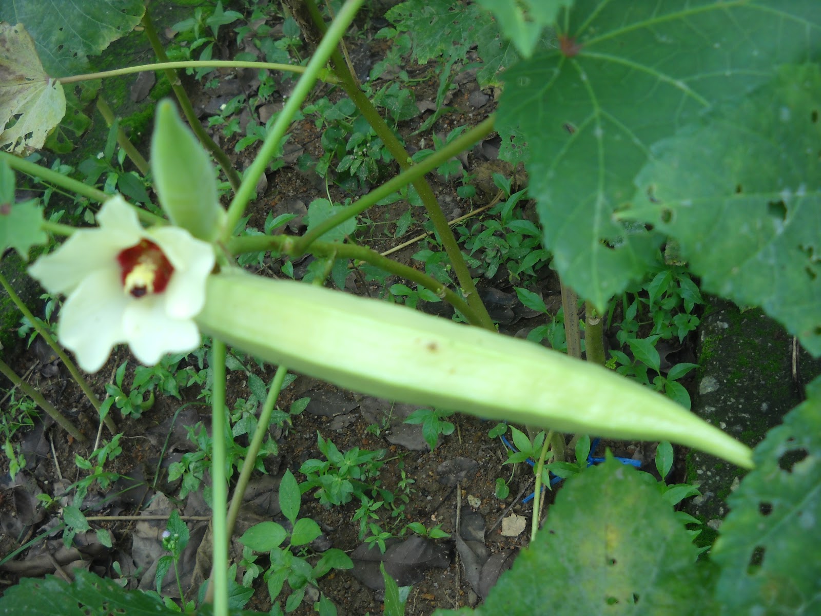 LANGKAH -LANGKAH MENANAM BENDI | Program Pendidikan Khas Integrasi SMK ...