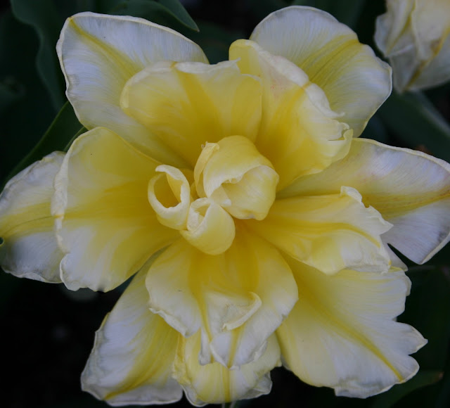 TULIPS MAKE LONG-LASTING SPRING BOUQUETS -- Combining reds and yellows ...