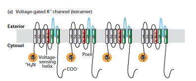 BIOLOGY WRITE-UP - BIOLOGY ARTICLES: Generation and propagation of ...