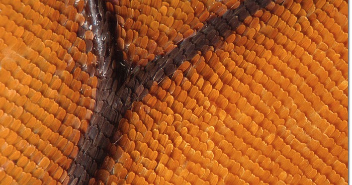 TYWKIWDBI ("Tai-Wiki-Widbee"): Monarch wing