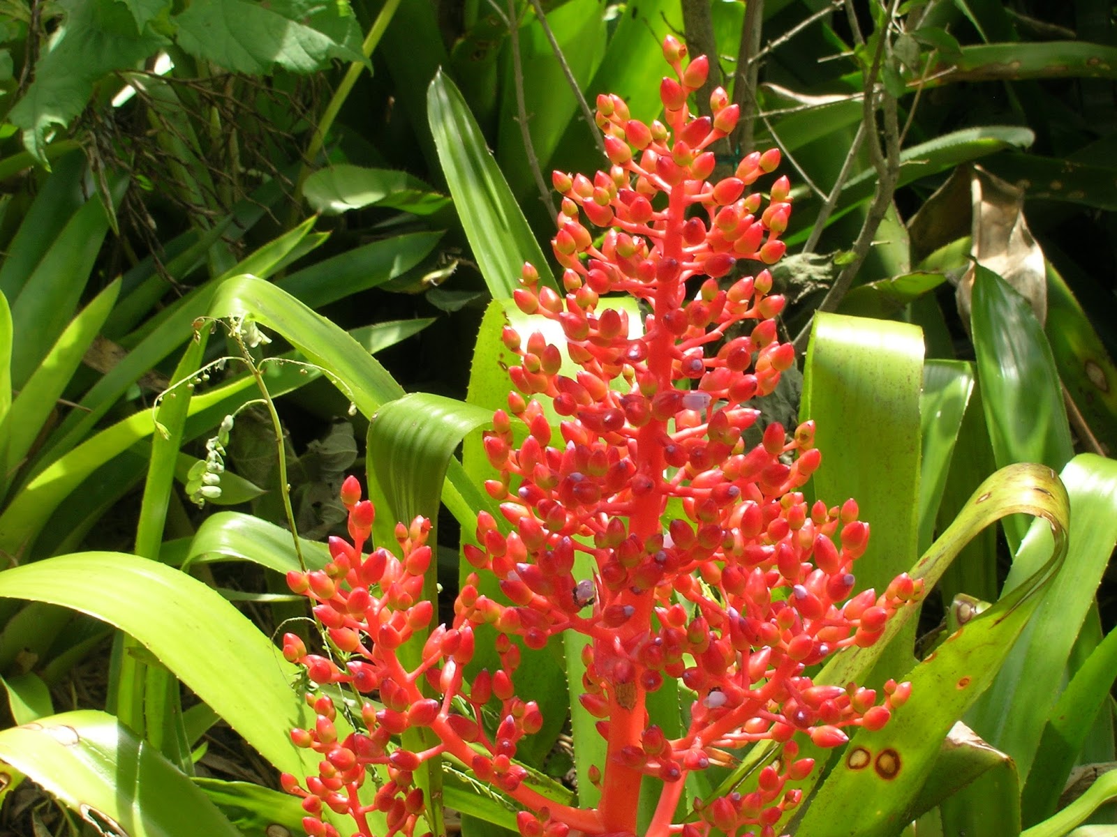 Bromelia Aechmea: Cultivo, Cuidados, Reproducción y mas