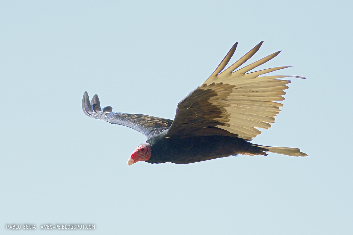 mis fotos de aves: Cathartes aura Jote Cabeza Colorada Turkey Vulture