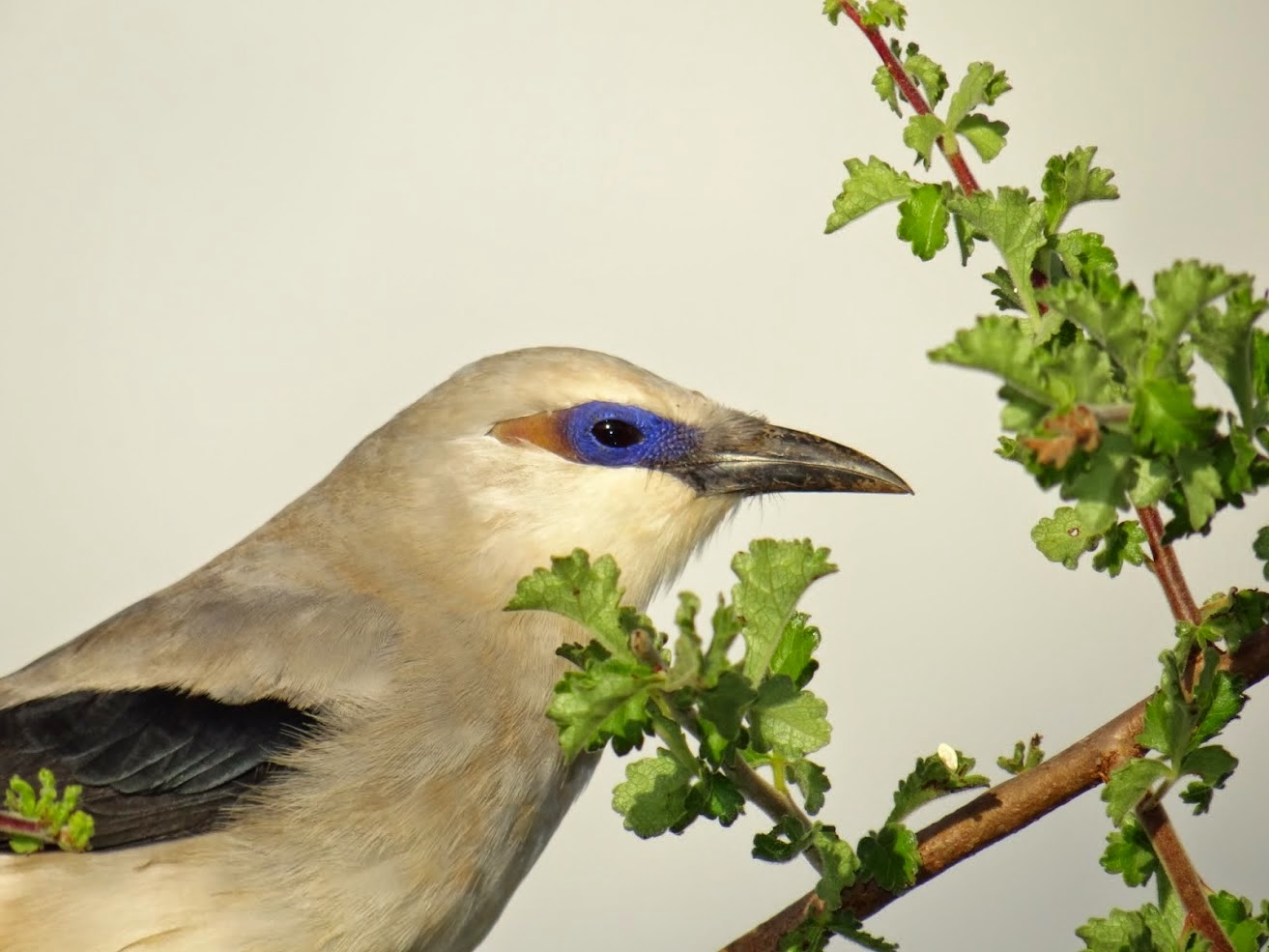 Birds of Ethiopia