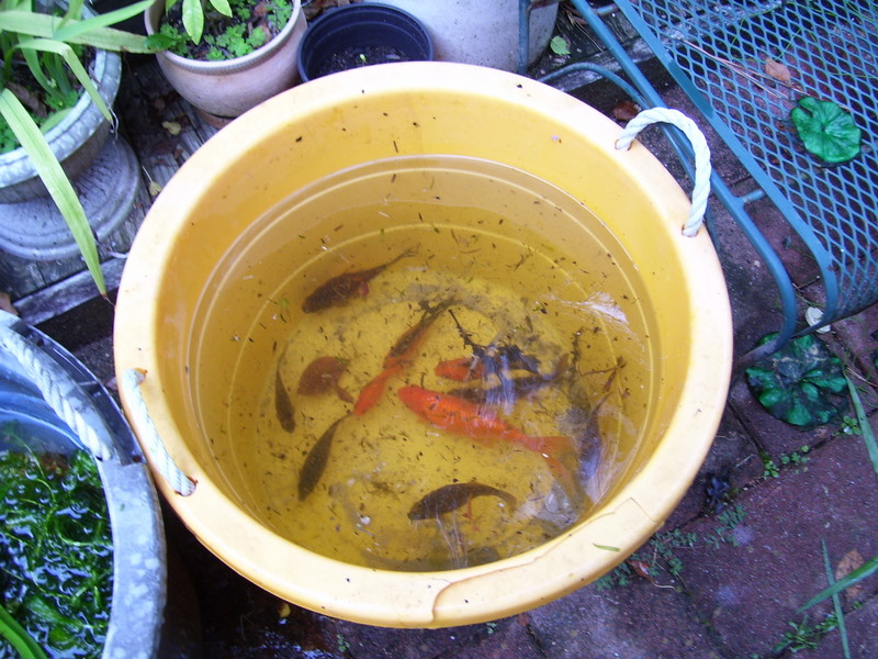 Backyard Pond: Small Pond Large Goldfish