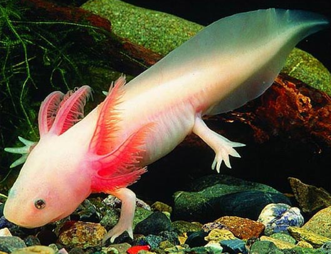 AXOLOTL salamander meksiko atau moster air yang memiliki kemampuan ...