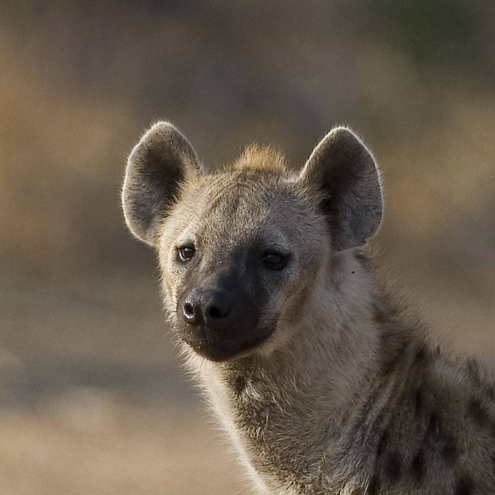 SIDECAR: Una Iena Solitaria - A lonely Hyena