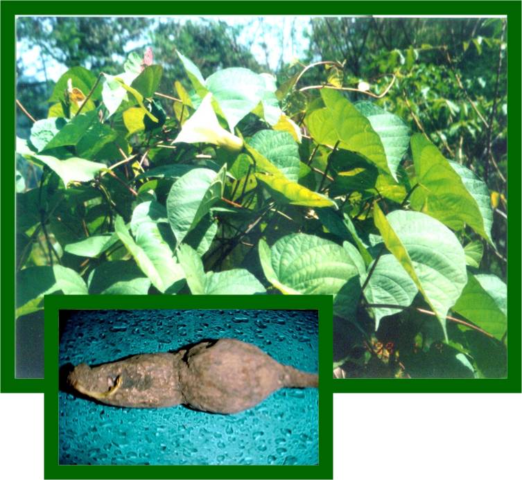 BAHAN-BAHAN OBAT TRADISIONAL/HERBAL INDONESIA