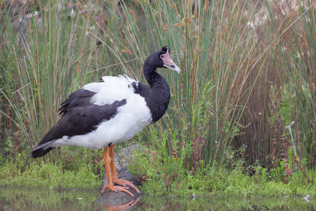 Magpie Goose | The Life of Animals