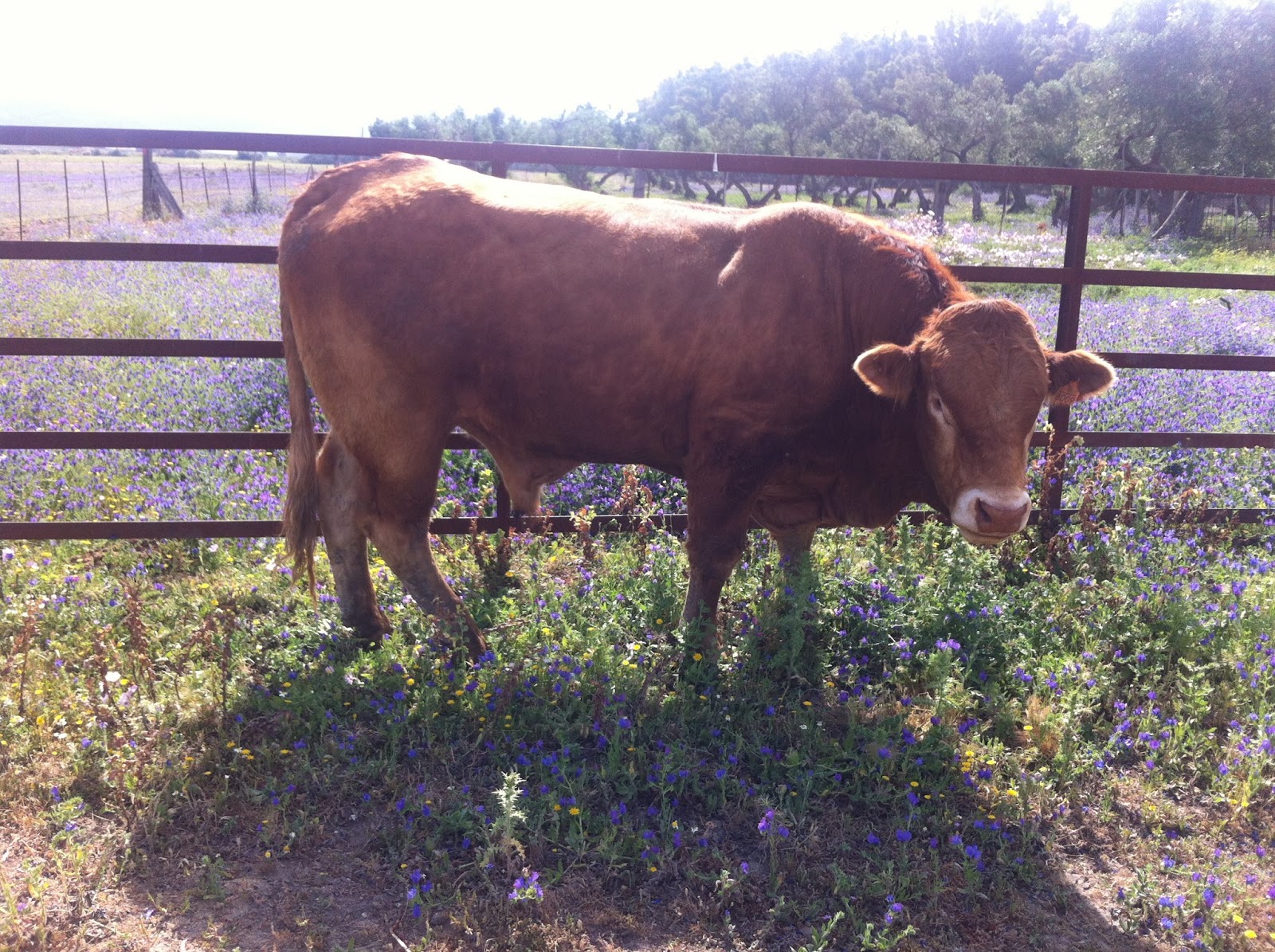 BLOG DE VICENTE PEÑA: Problemas reproductivos en toro