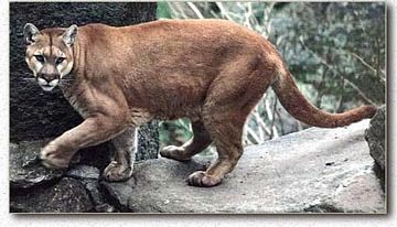 francisco lavin: LA ONZA REAL