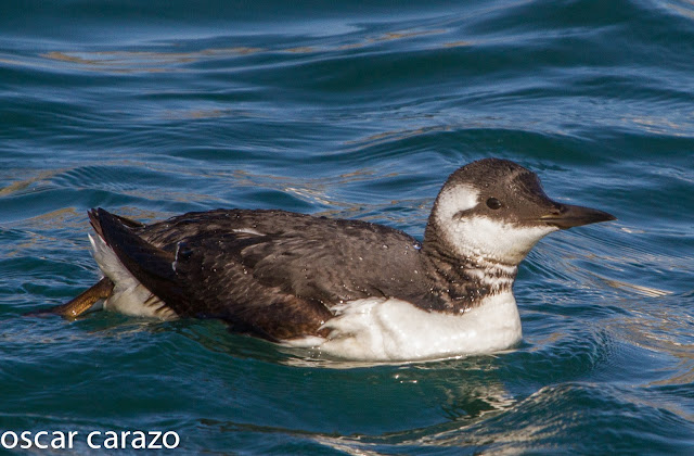 AVESANTURTZI: MARINAS CON LURGAIA II (PAGALO GRANDE Y ARAO)