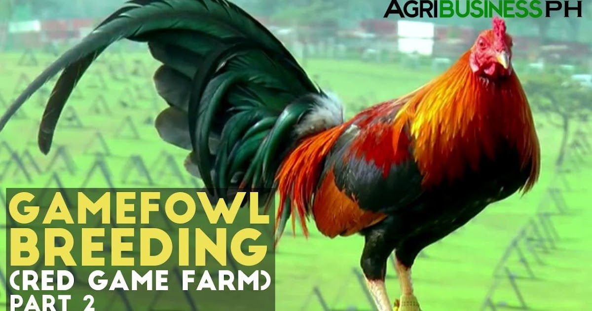 Gamefowl Breeding Part 2 : Breeding Best Practices - World Of Gamefowl