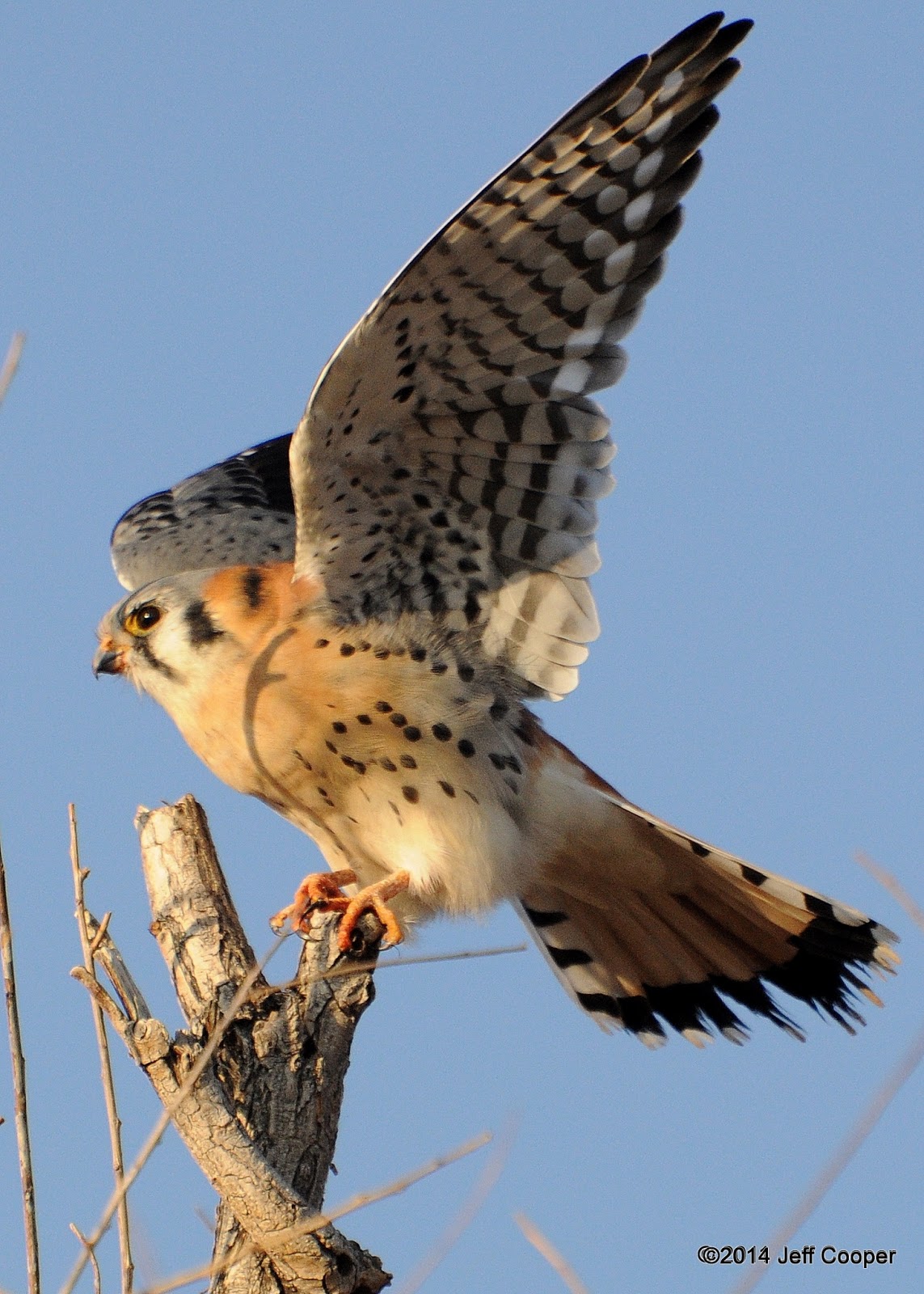 NeoVista Birds and Wildlife: American Kestrel: The Small But Colorful ...