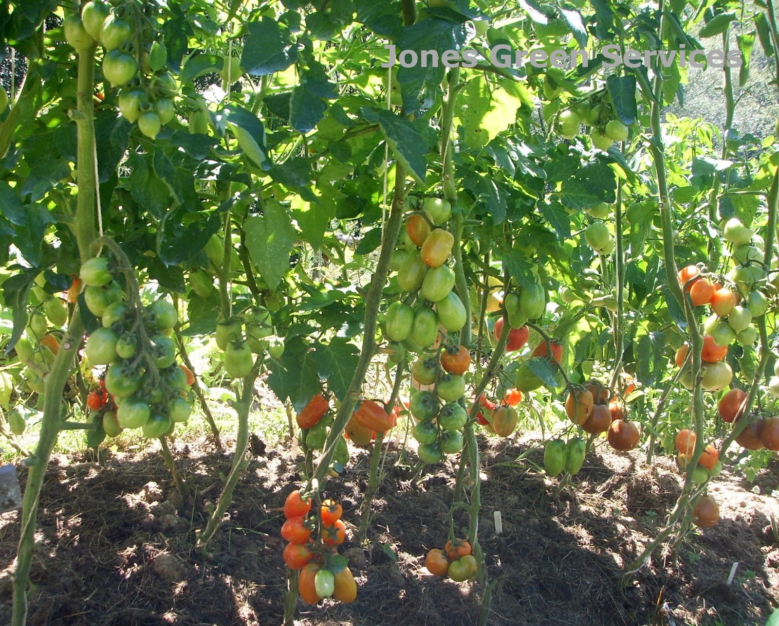 Le Sarramea - Gardening in the Pyrenees: No Dig, Straw Mulch & Roe Deer