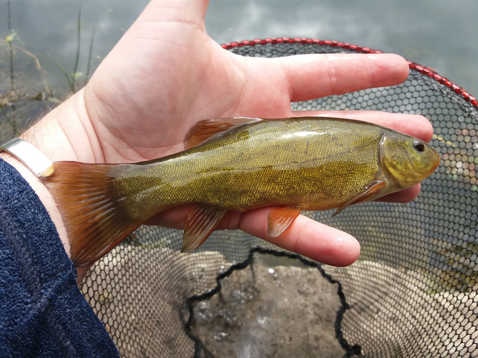 Fishin' Impossible: Baby Tench doo doo doo doo doo doo