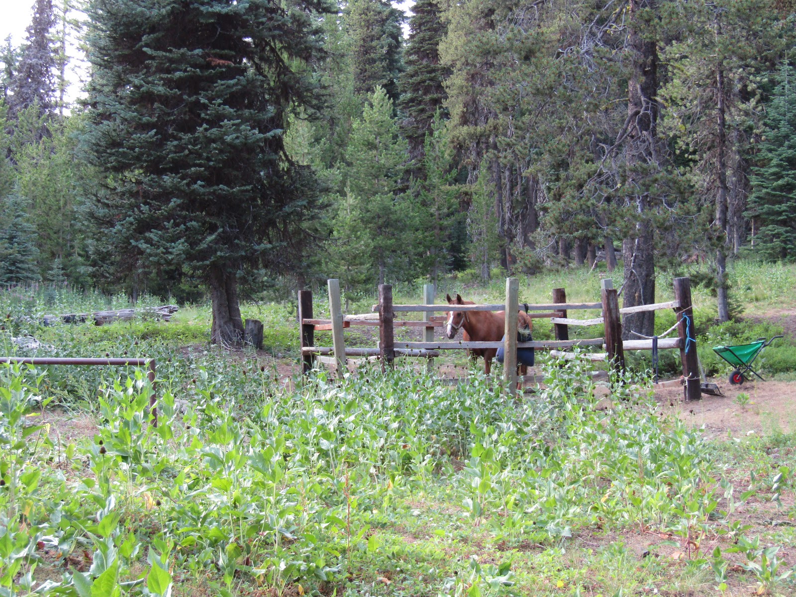 Holly's Horse Tales and Trails: Moss Springs and North Fork John Day ...