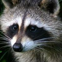 Universo Animal: El mapache a la hora de comer