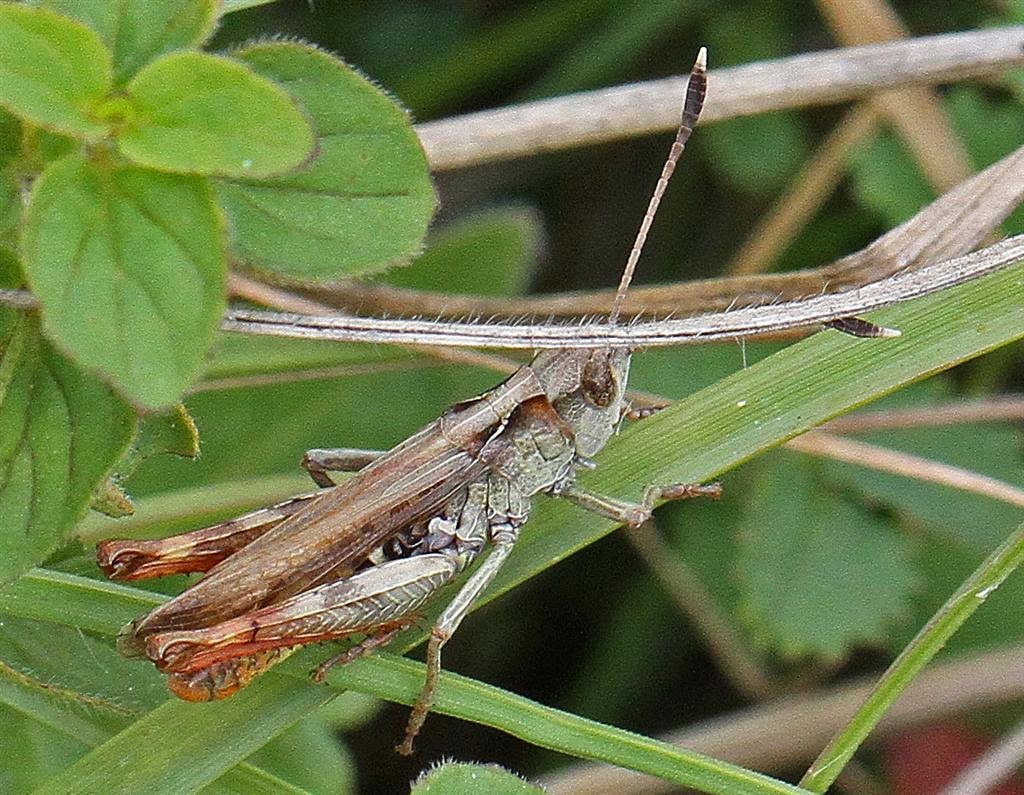 Orthoptera in Britain and Europe (Michael Foley): Rufous Grasshopper ...