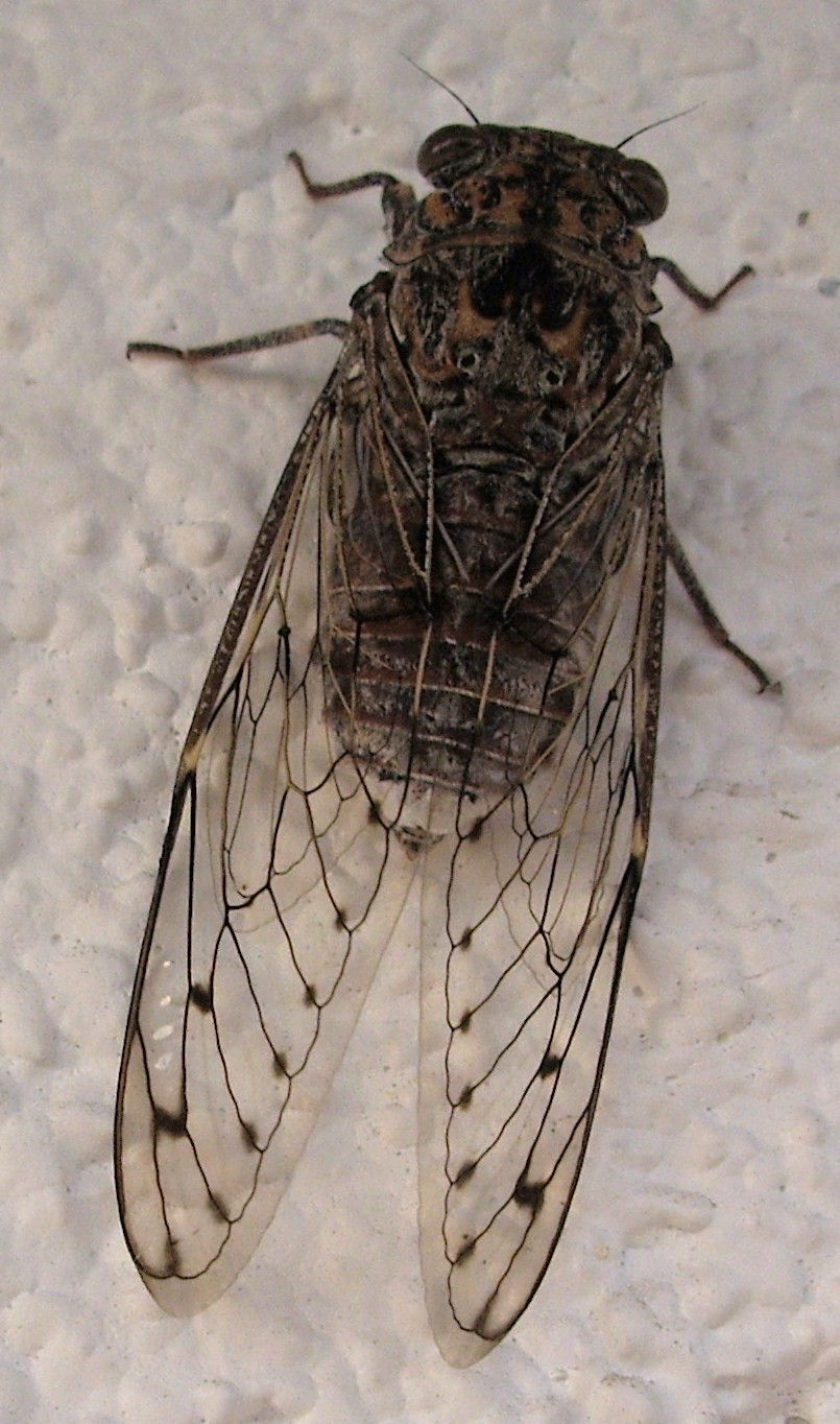 lucas el lobo: Las Chicharras