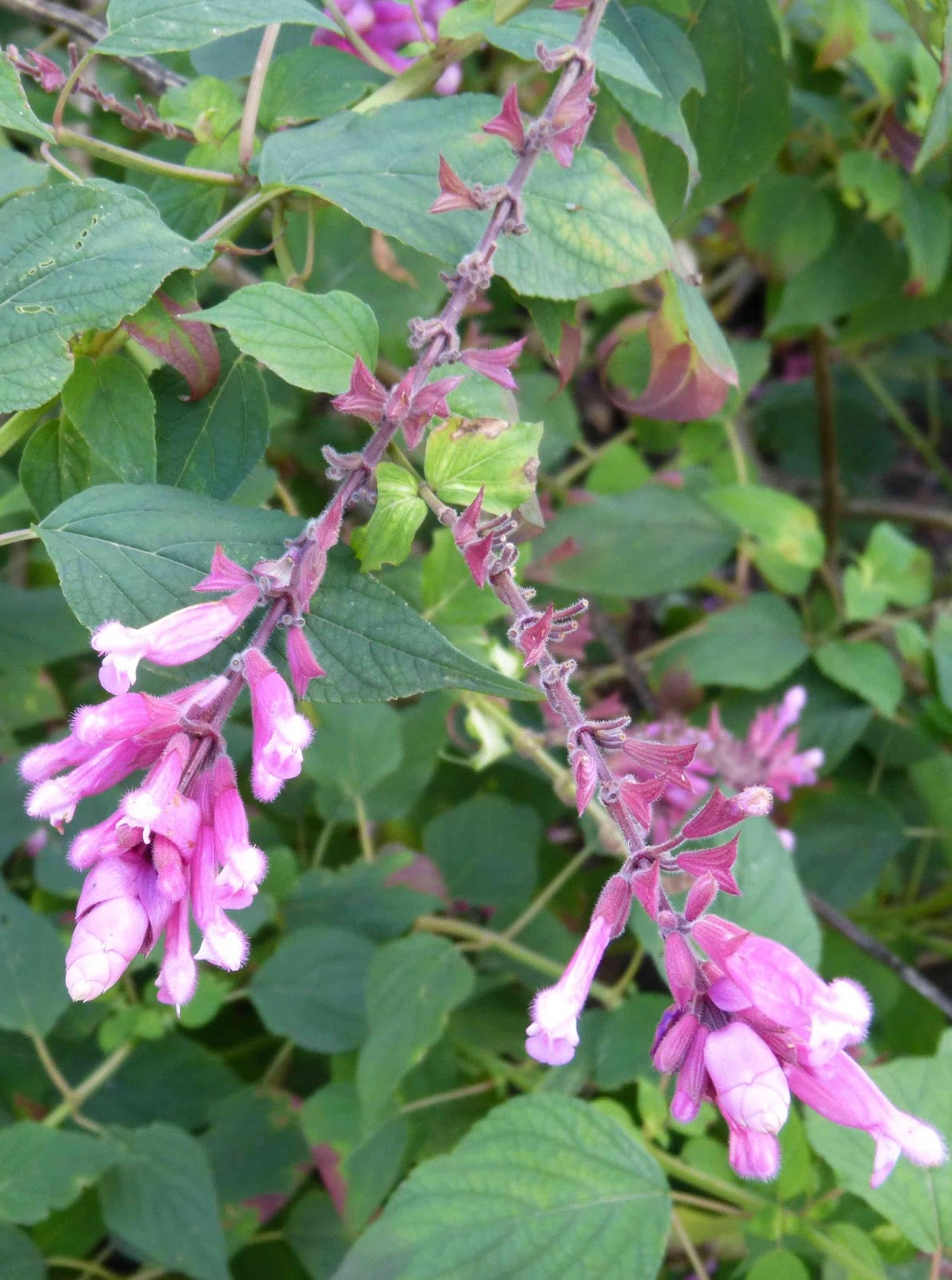 Canguçu em cores II: Sálvia-Rosa - Salvia involucrata Cav. - Imagem ...
