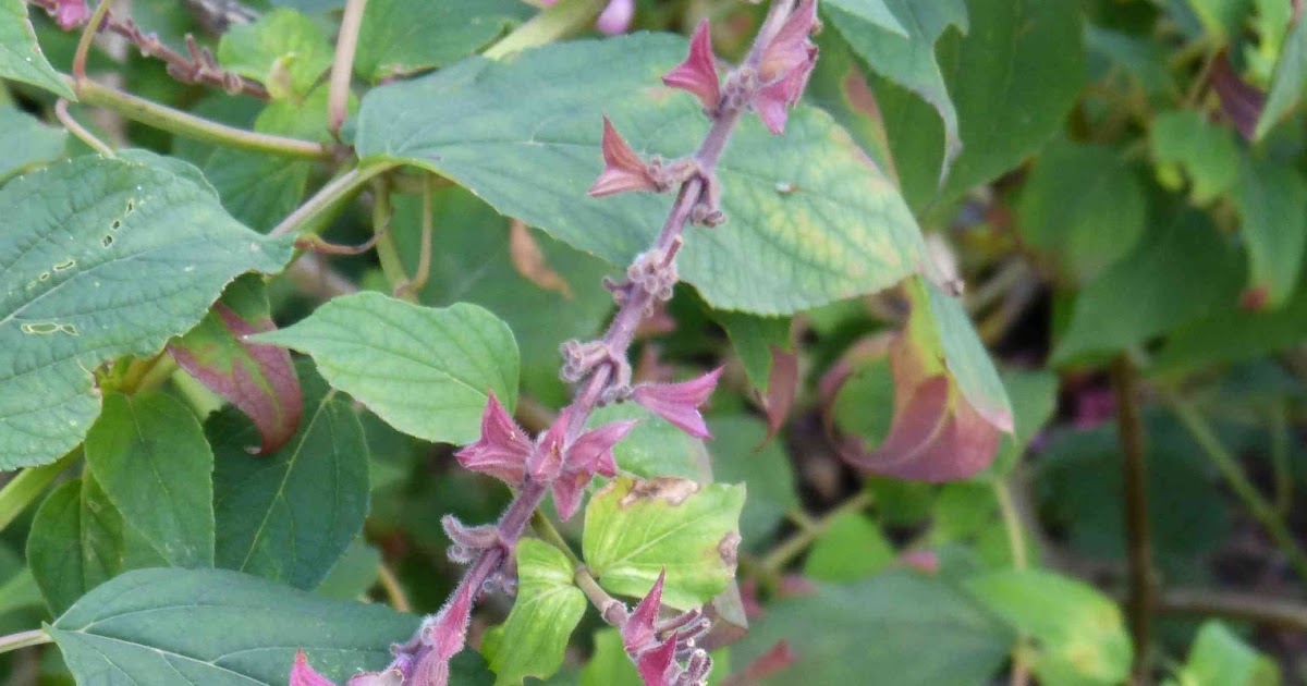 Canguçu em cores II: Sálvia-Rosa - Salvia involucrata Cav. - Imagem ...