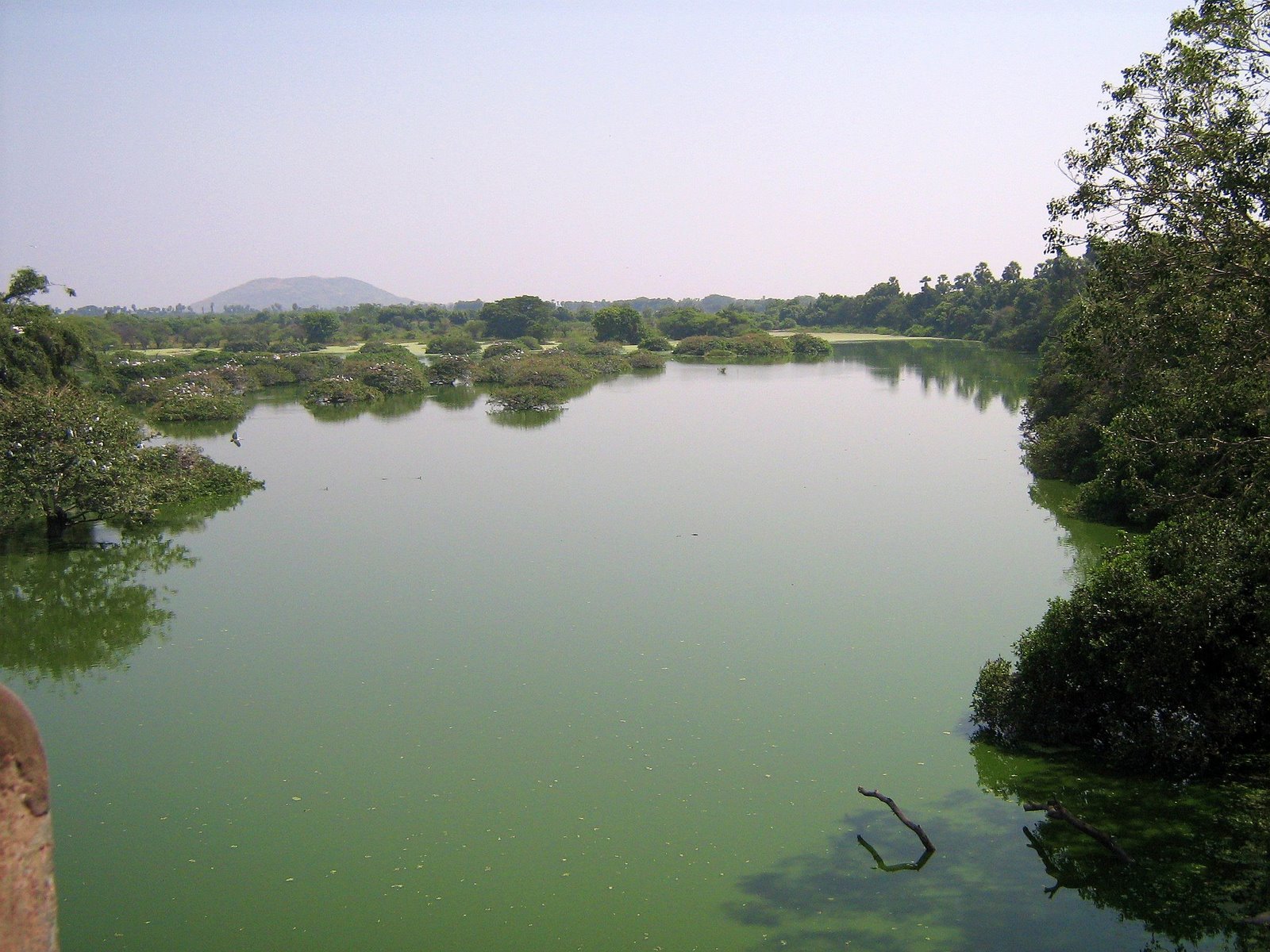 Tamilnadu Tourism: Vedanthangal Bird Sanctuary, Chengalpattu