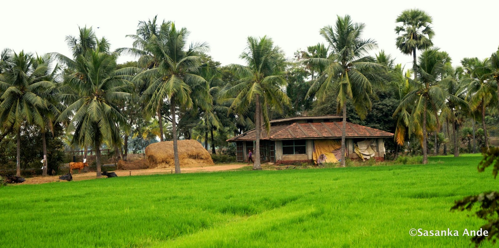 Konaseema 2 - Historiesindia