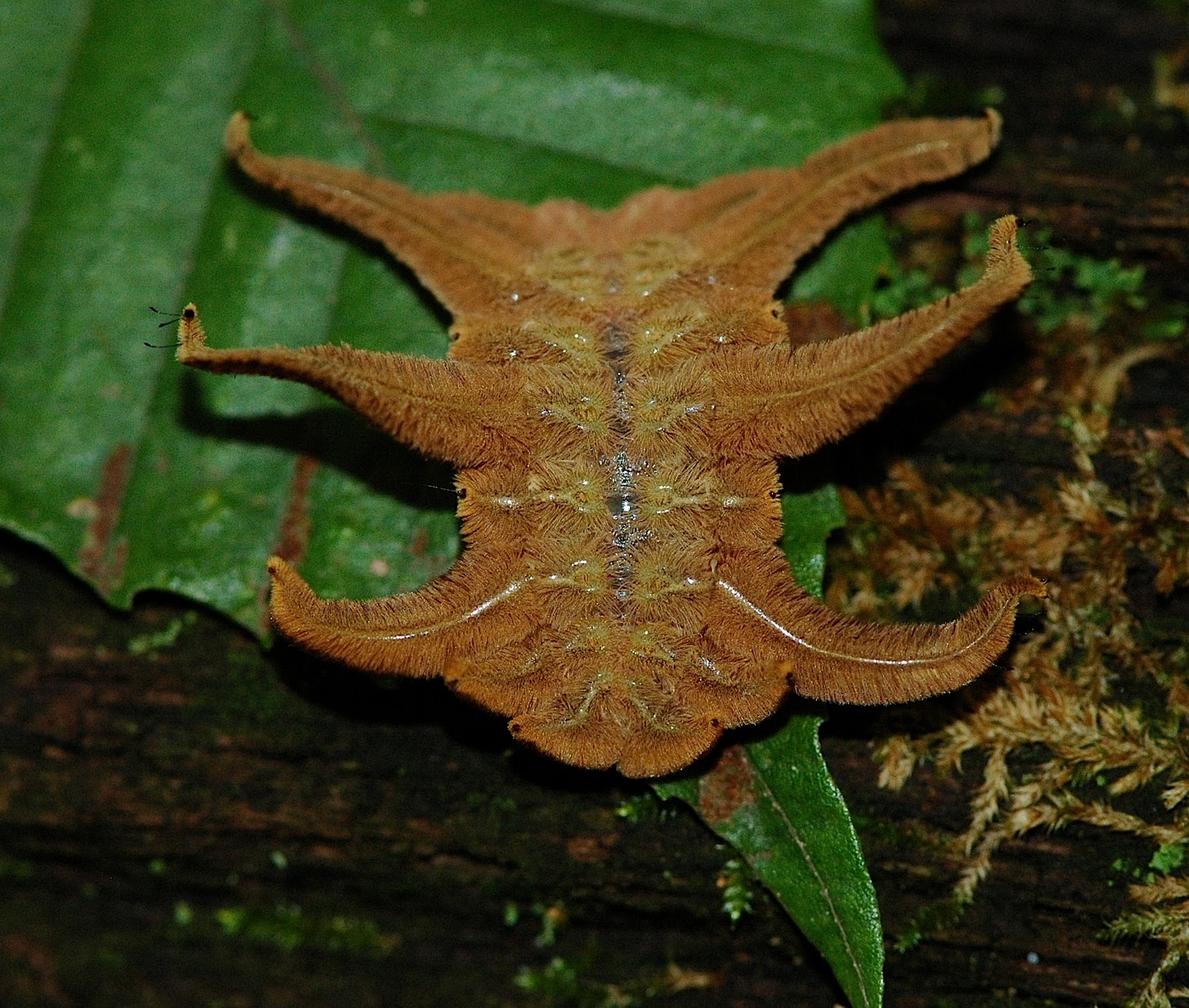 Field Biology in Southeastern Ohio: Stinging Slug Caterpillars, OUCH!!