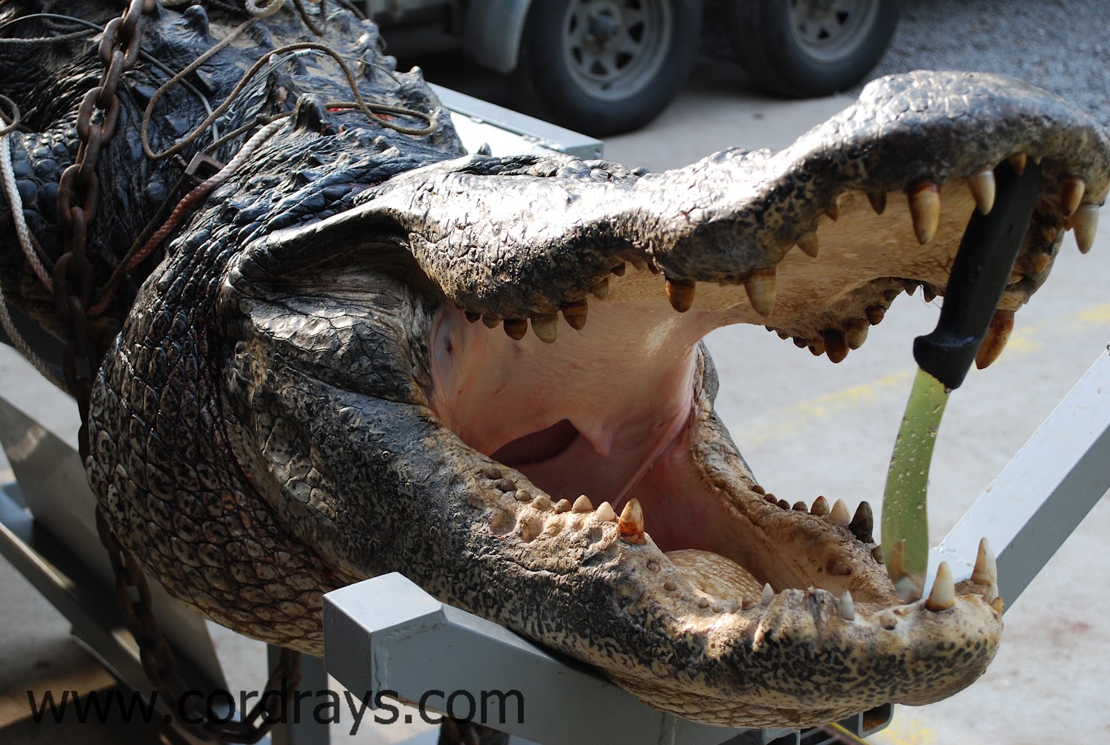 Cordray's: More photos of this awesome beast!