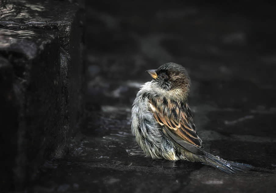 best photos 2 share: 8 Pictures of Crystal Clear Bird Shots