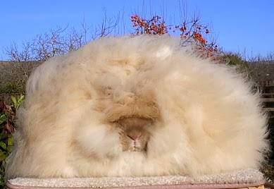 Cute Funny Animalz: Funny Angora rabbit