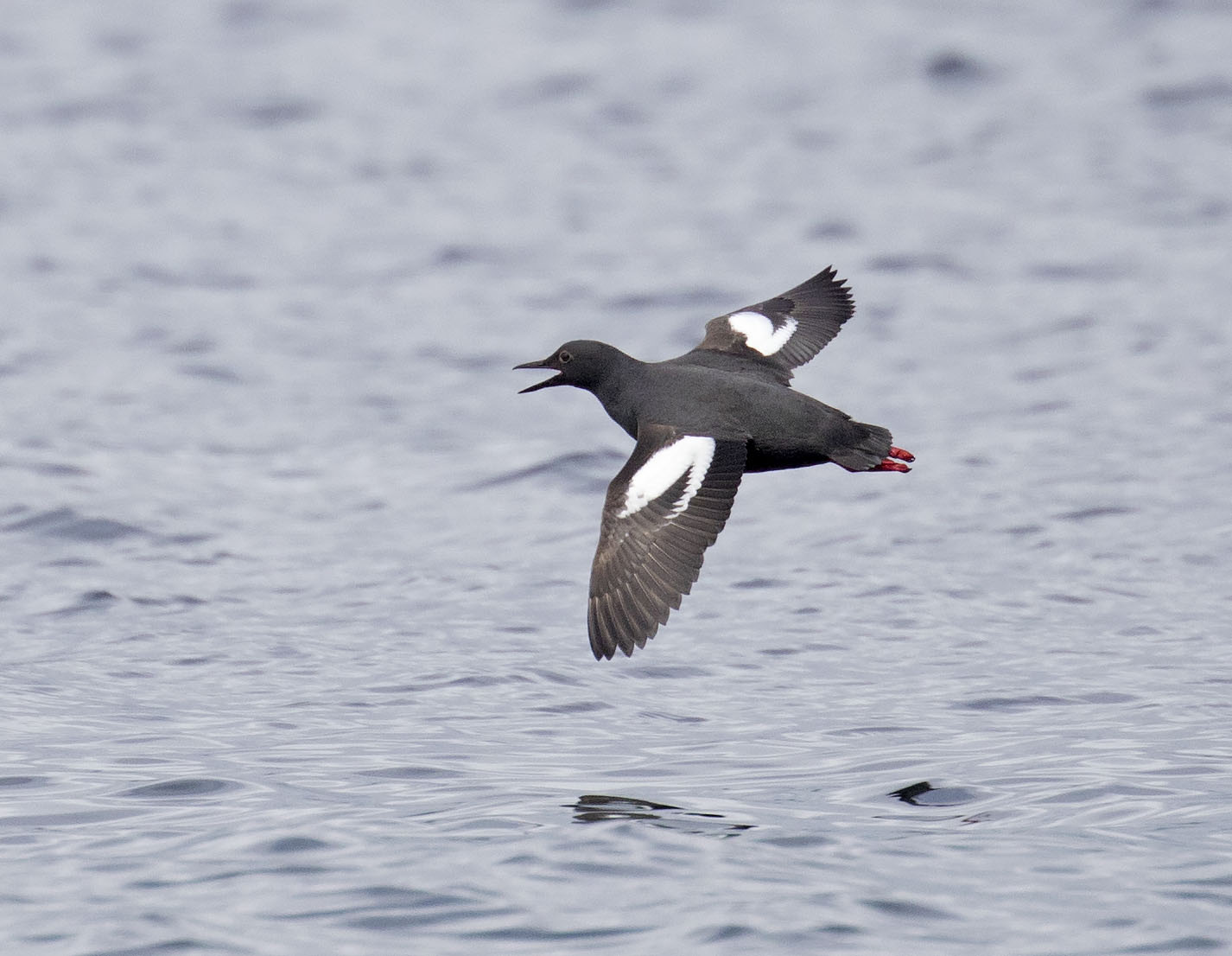 pewit: a few random VI bird images